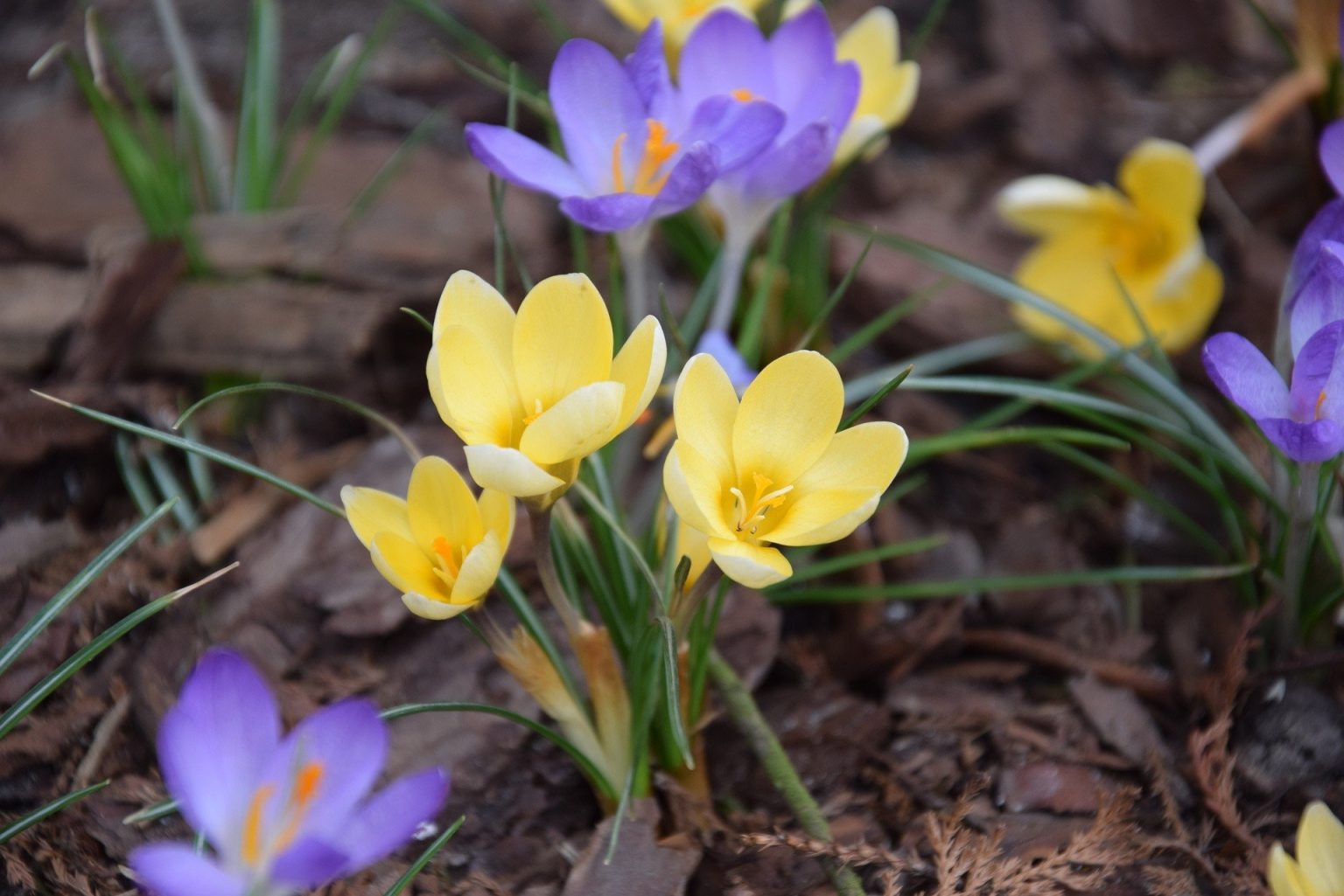Flori de primavara - 10 dintre cele mai populare flori de gradina care ...