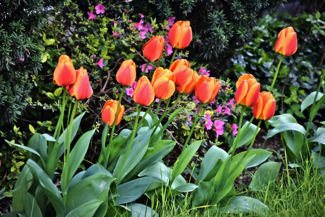 Flori de primavara - 10 dintre cele mai populare flori de gradina care ...