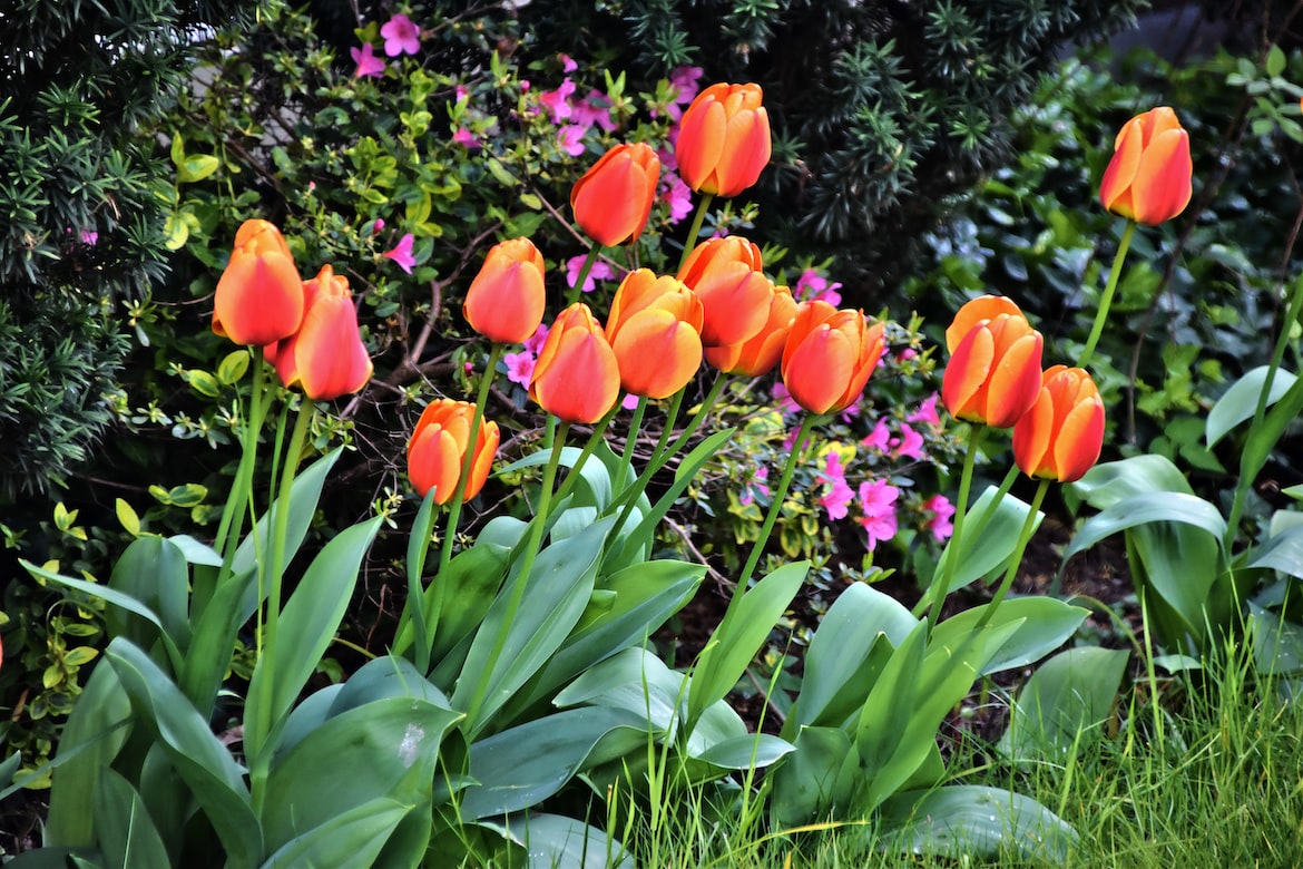 Flori de primavara - 10 dintre cele mai populare flori de gradina care ...