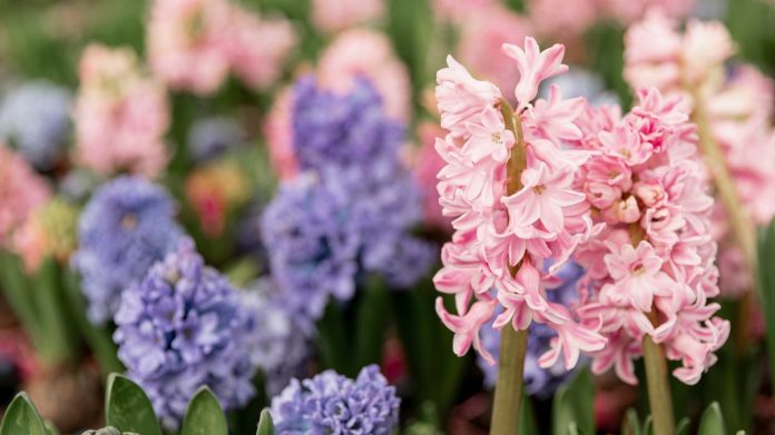 Flori de primavara - 10 dintre cele mai populare flori de gradina care ...