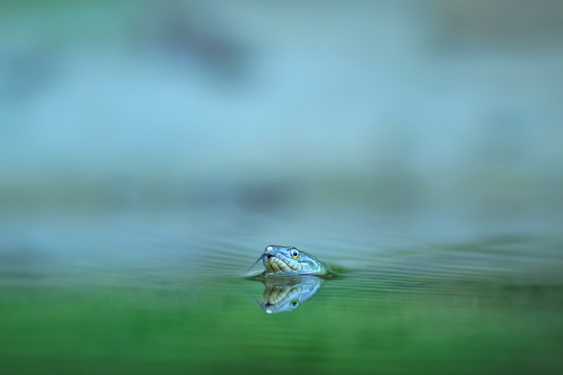 Ce inseamna cand visezi serpi. Semnificatii si mesaje ascunse ale ...