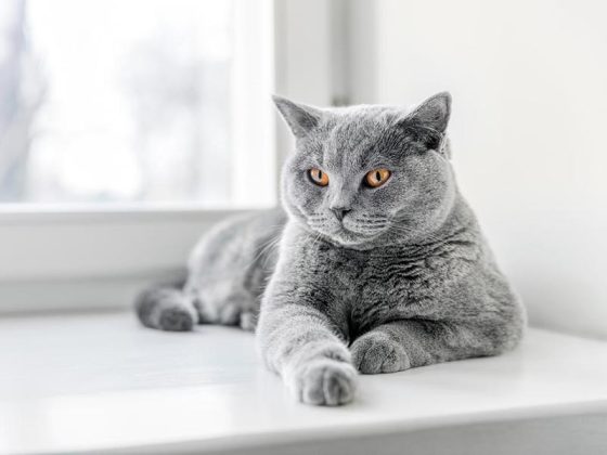 Cele mai populare rase de pisici: aspect, caracteristici si ingrijire ...