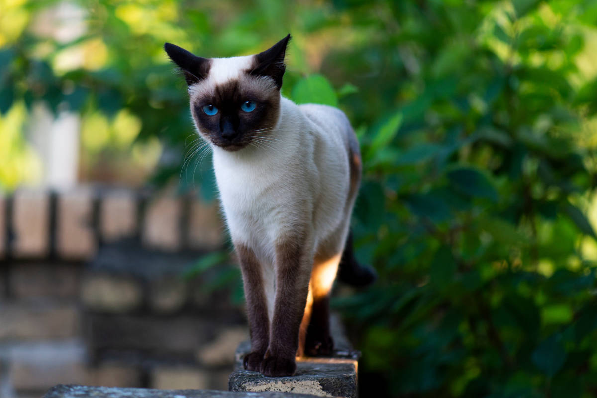 Cele mai populare rase de pisici: aspect, caracteristici si ingrijire ...